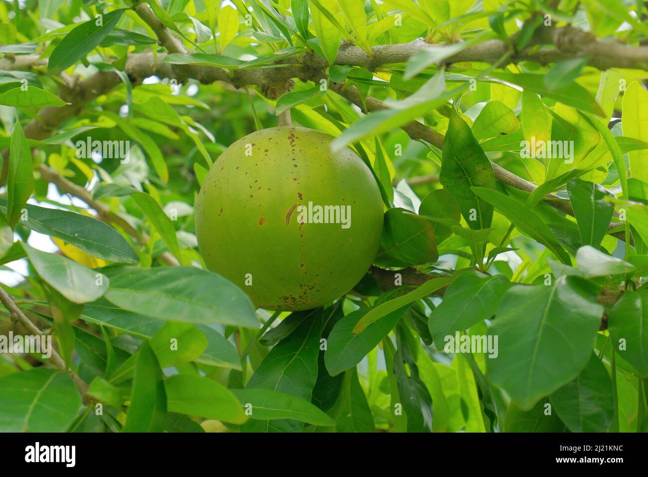 Bael fruit (Aegle marmelos). Close up detail of Bael fruit. Bael fruit ...