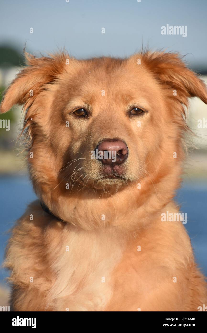 Adorable little red duck dog with a pink nose up close Stock Photo - Alamy