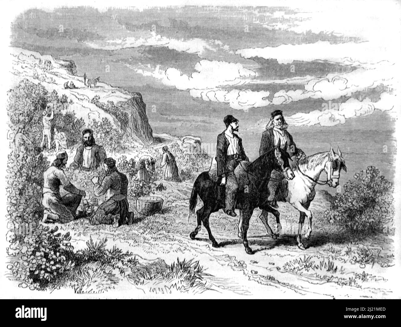 Hazlenut Harvest & Orthodox Greek Monks on Horseback Mount Athos Greece ...