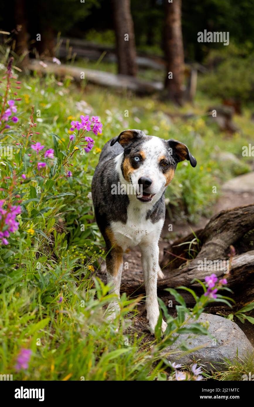 Two different colored eyes hi-res stock photography and images - Alamy