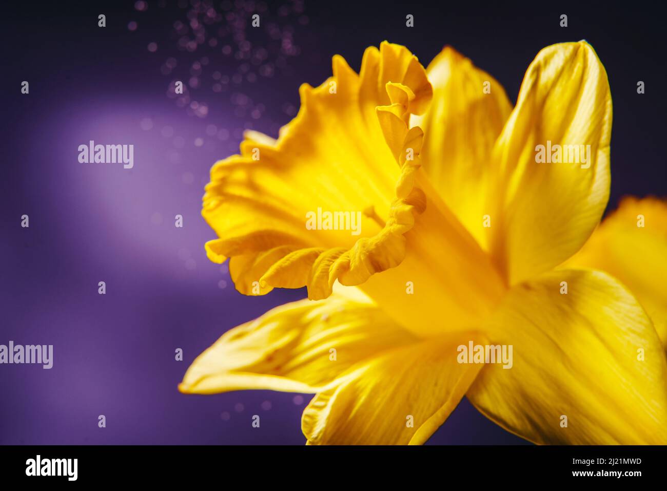 Macro shot of yellow daffodil flower on violet background. Nature ...