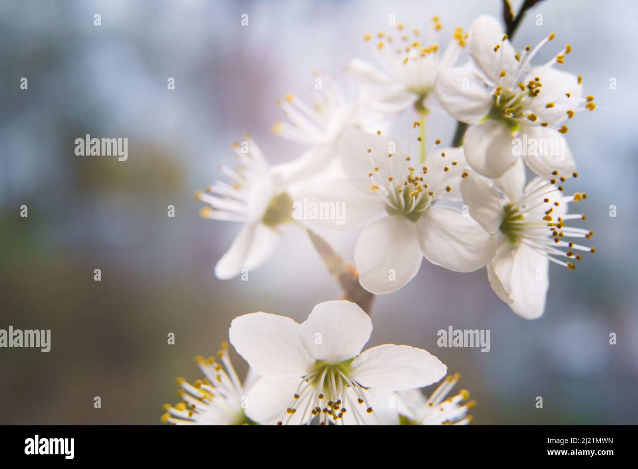 Timelapse blooming open beautiful spring hi-res stock photography and ...