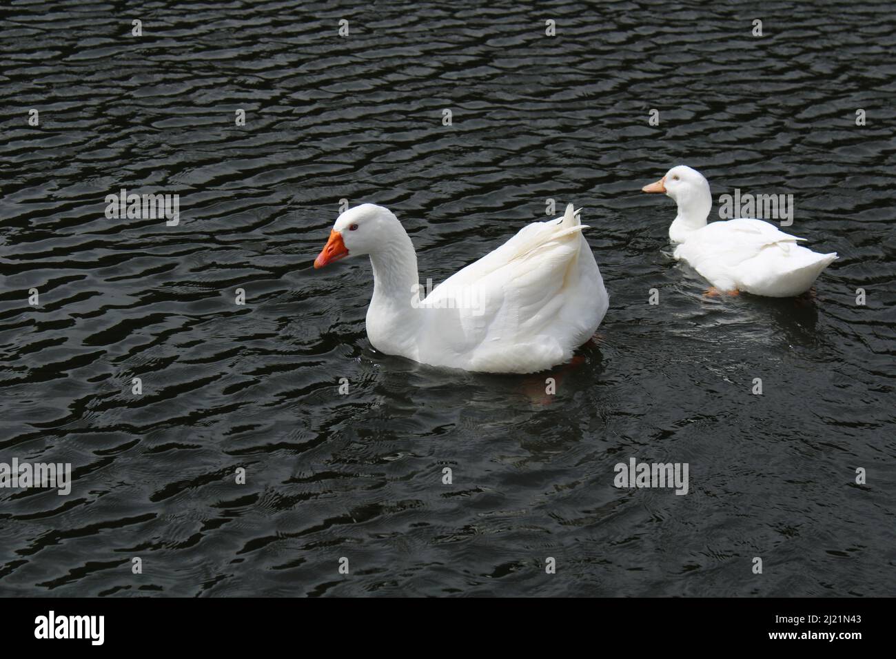 Dark pond hi-res stock photography and images - Alamy