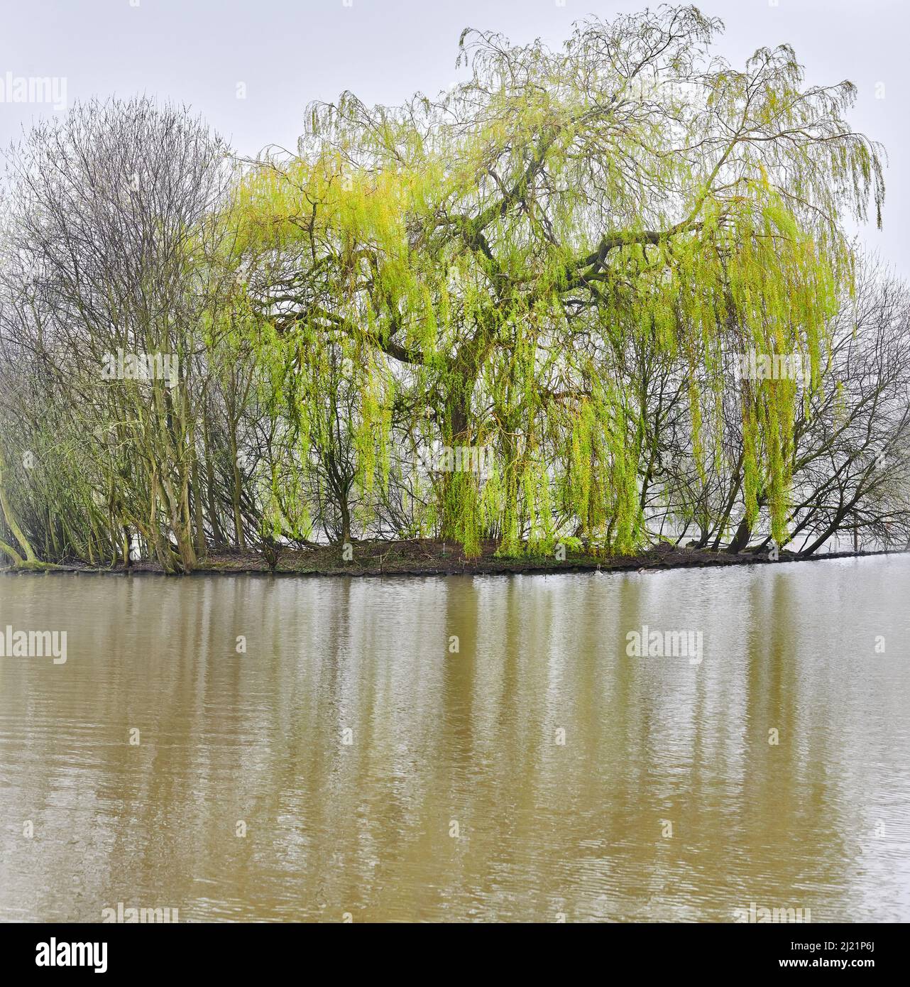Willow tree island at the boating lake in Corby, England, on a misty ...