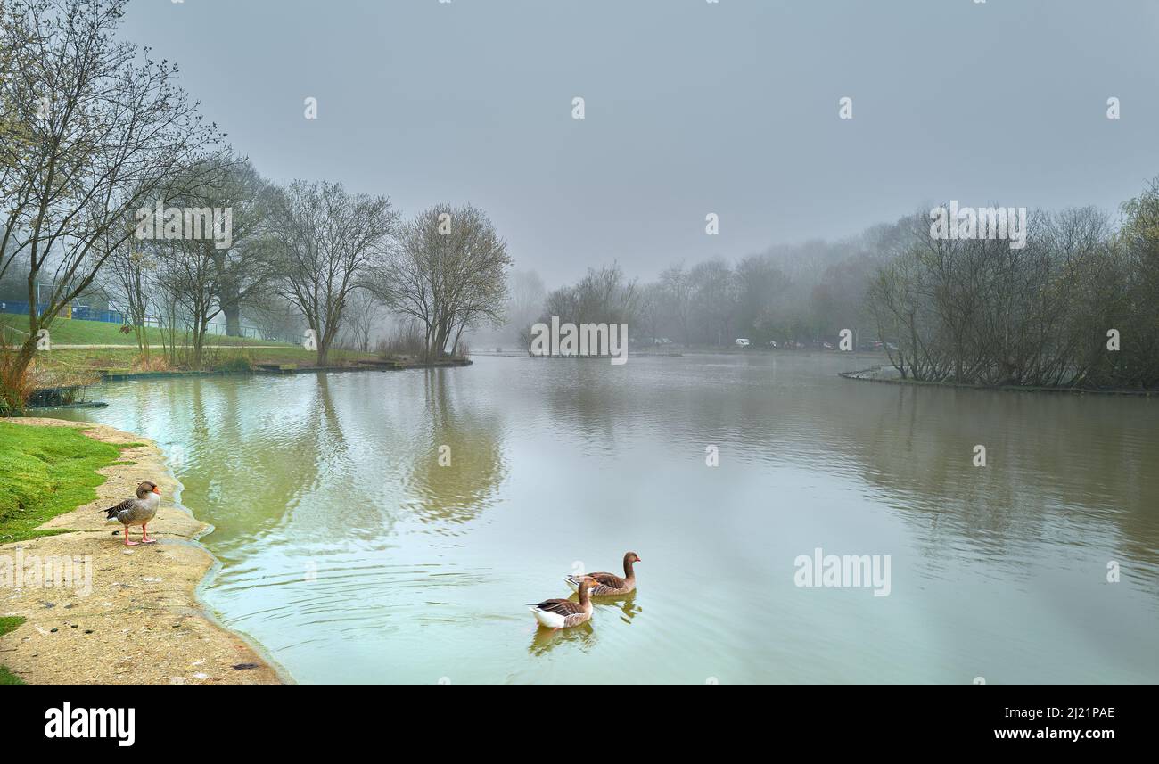 Ducks at the boating lake in Corby, England, on a misty spring morning ...