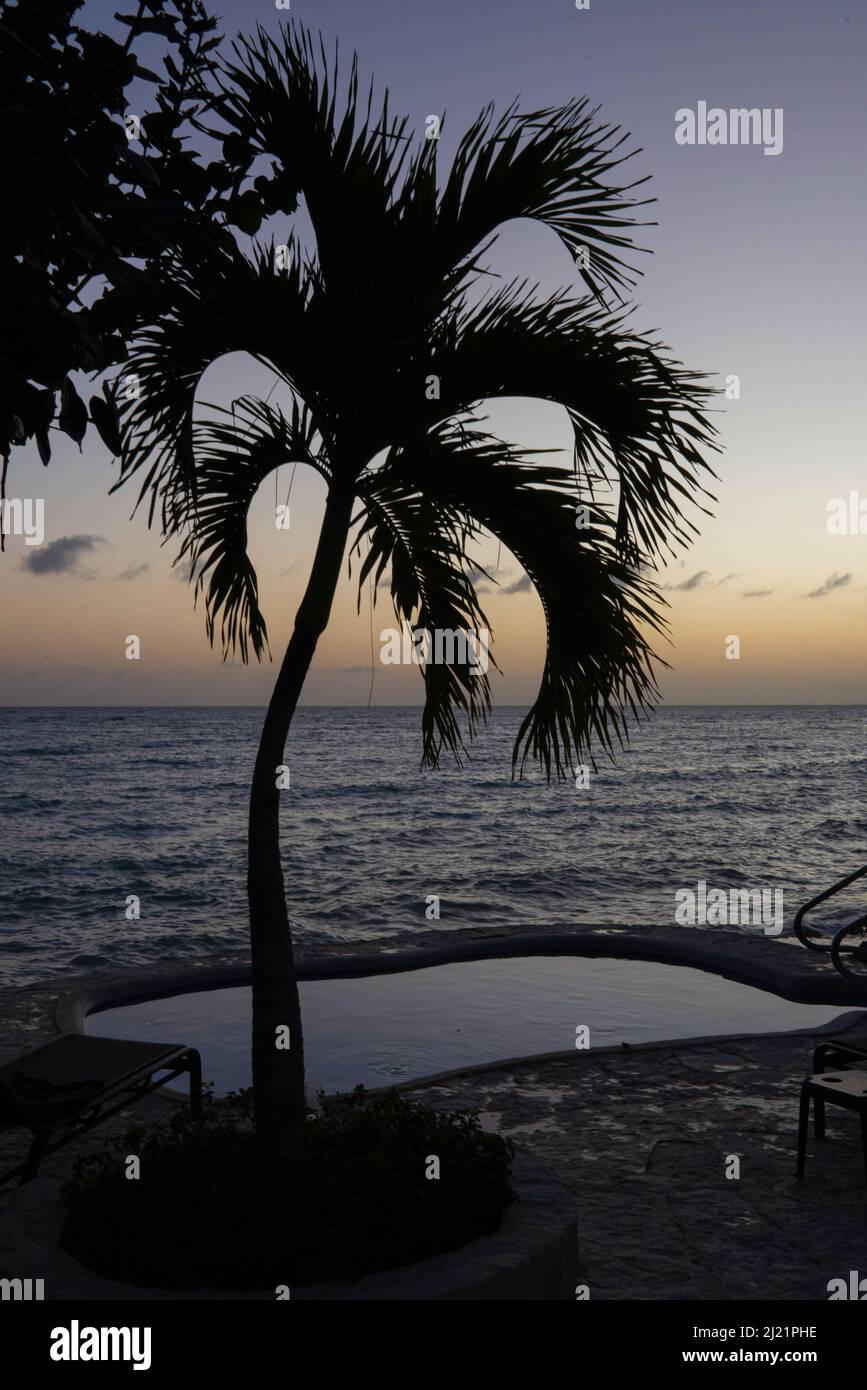 Palm trees by the pool and the beach in Caribbean Stock Photo - Alamy