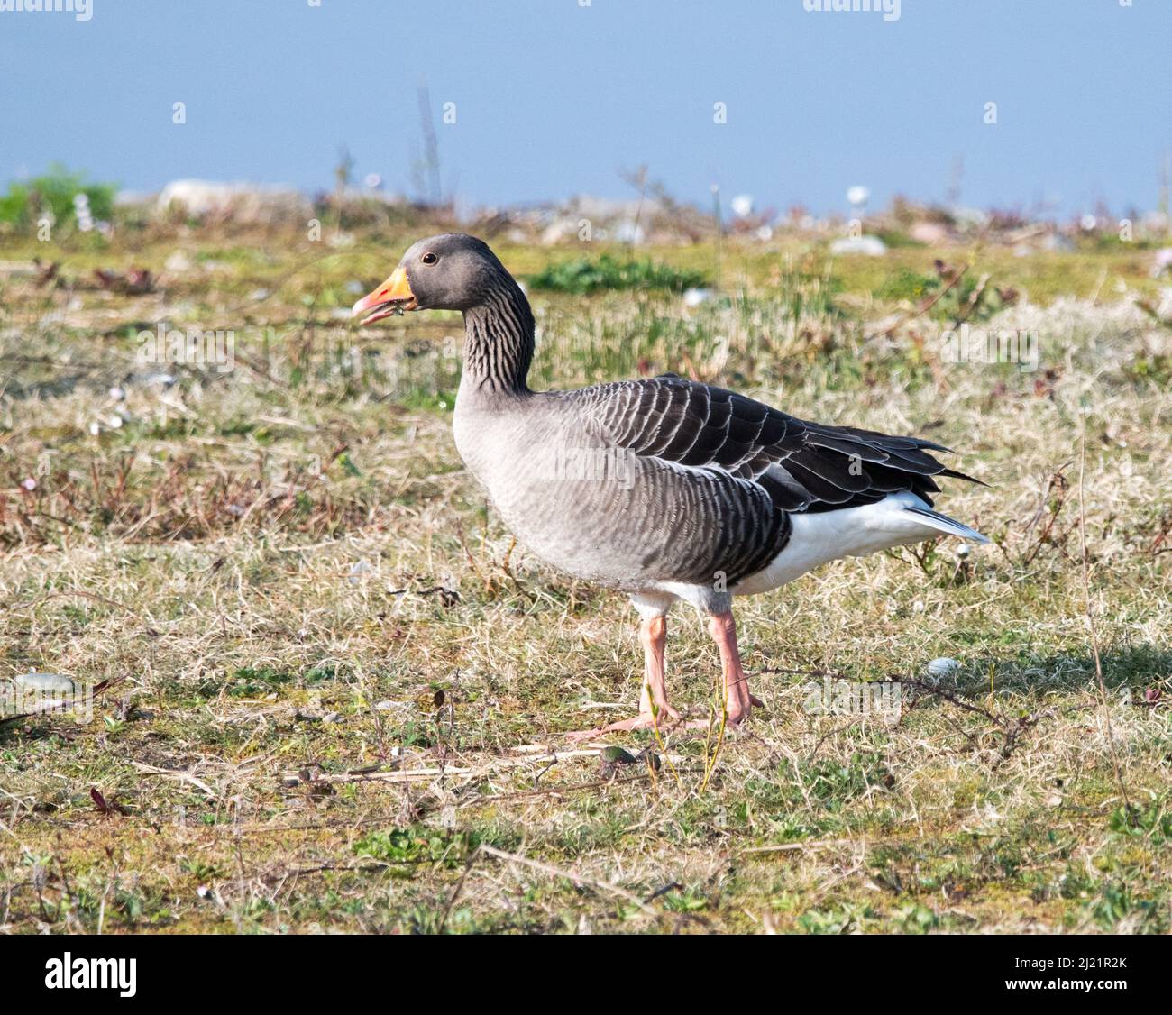 Greylag Goose (Anser anser Stock Photo - Alamy