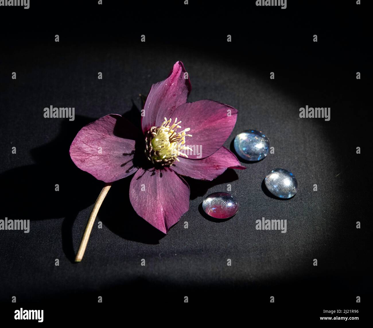 Single Hellebore flower and glass beads used as a still life display on ...
