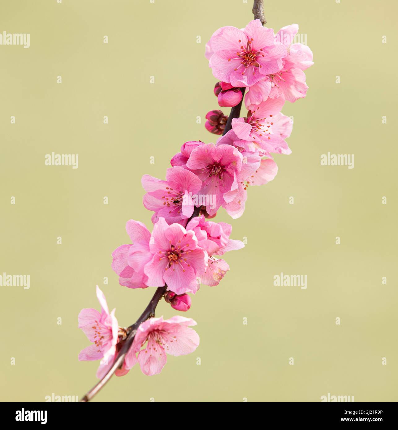 Single branch of a pink flowering cherry tree, with a plain background ...