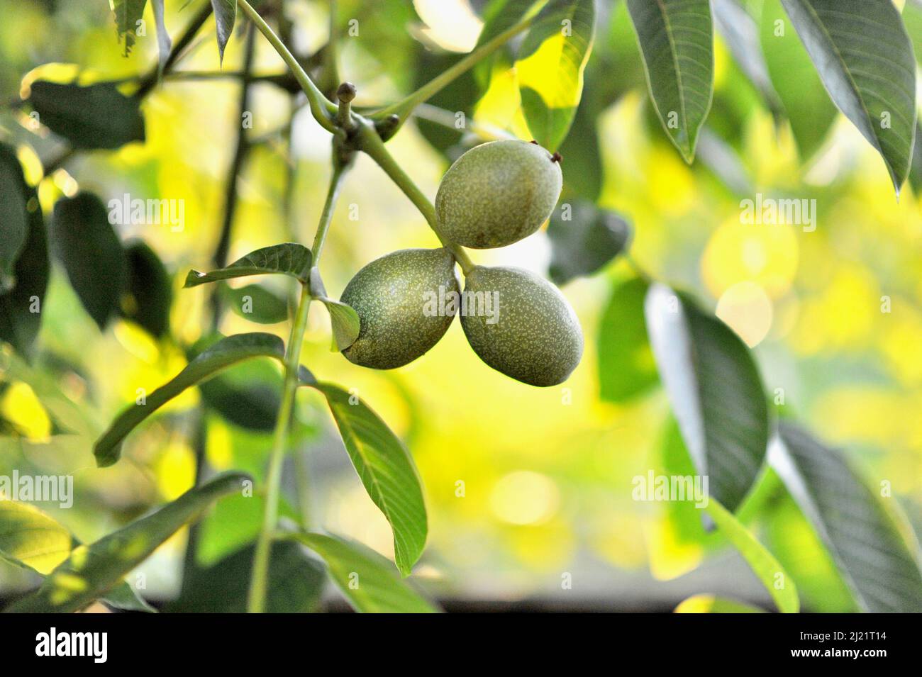 Walnut open shell in tree hi-res stock photography and images - Alamy
