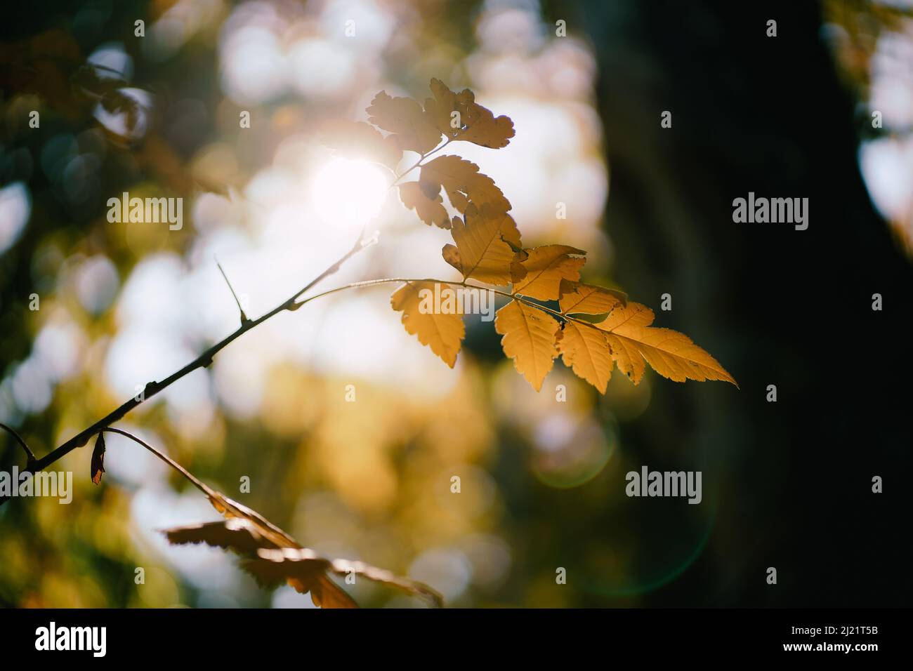 Leaf in the sun hi-res stock photography and images - Alamy
