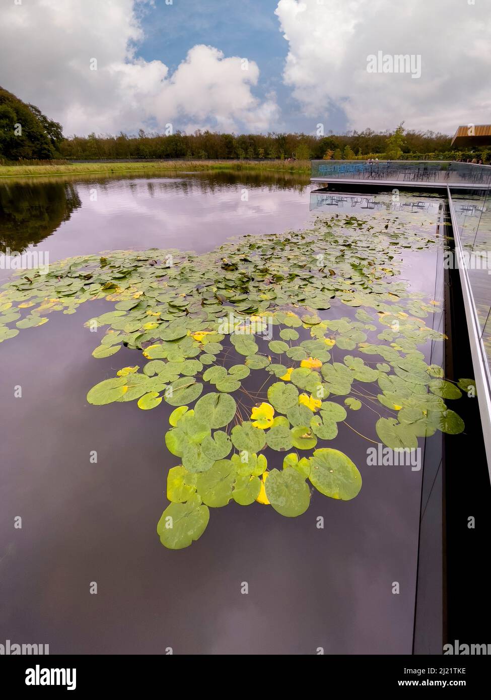 Lily pads at Moon Bridge Water at RHS Bridgewater Stock Photo - Alamy