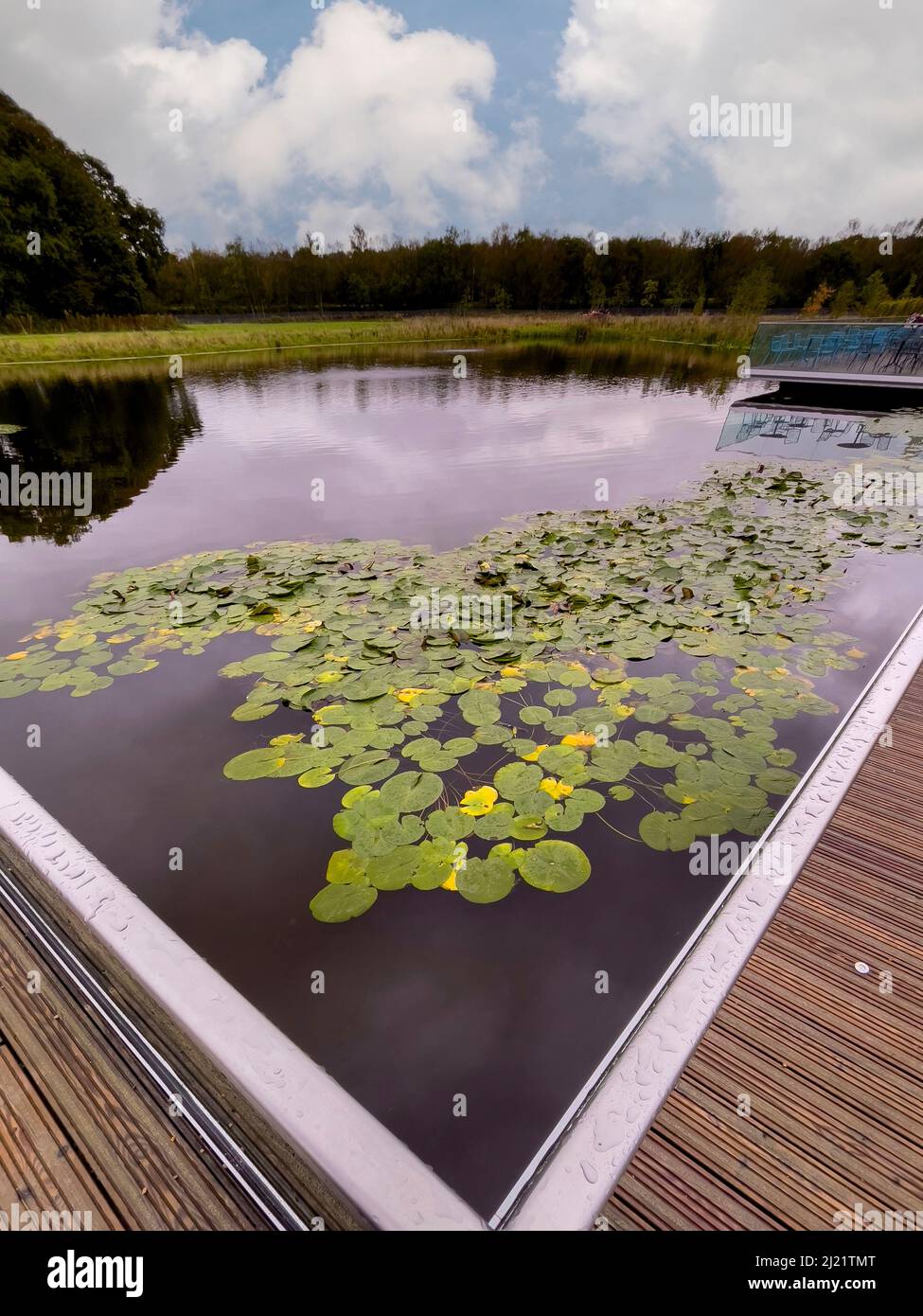 Lily pads at Moon Bridge Water at RHS Bridgewater Stock Photo - Alamy