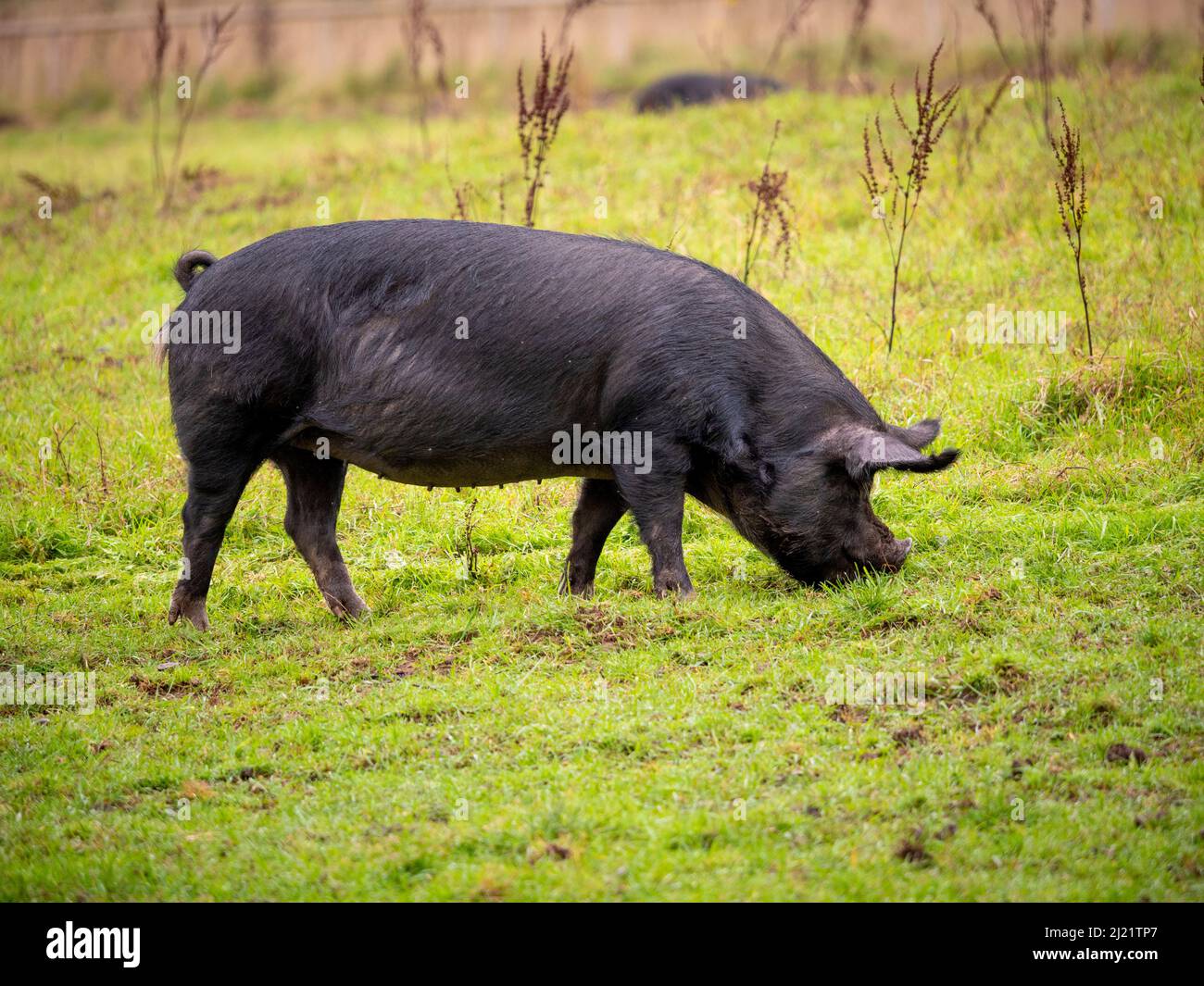 Berkshire pig hi-res stock photography and images - Alamy