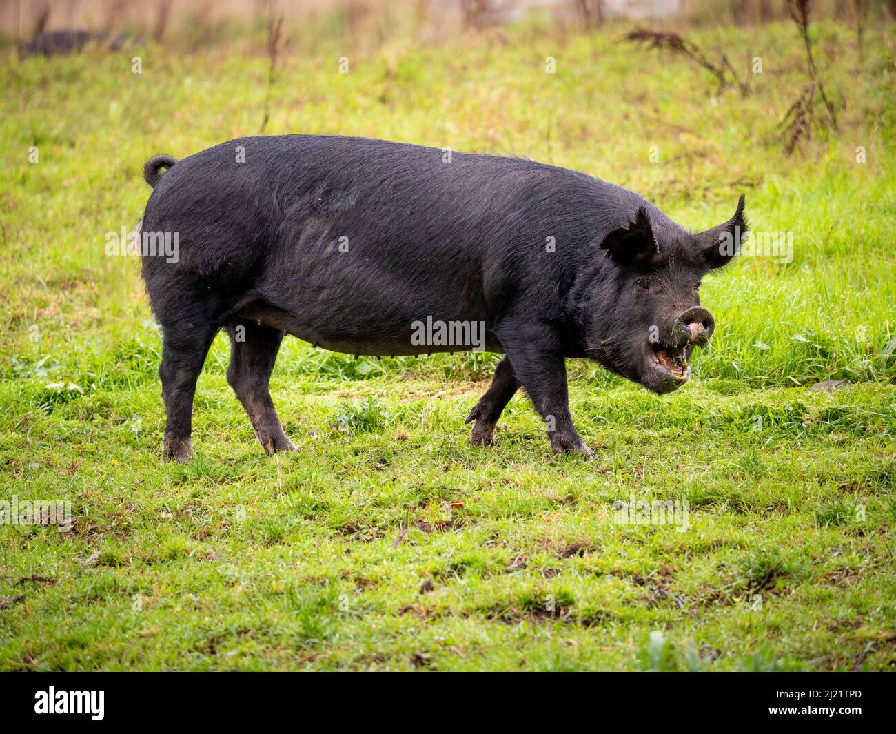Native pig breed hi-res stock photography and images - Alamy