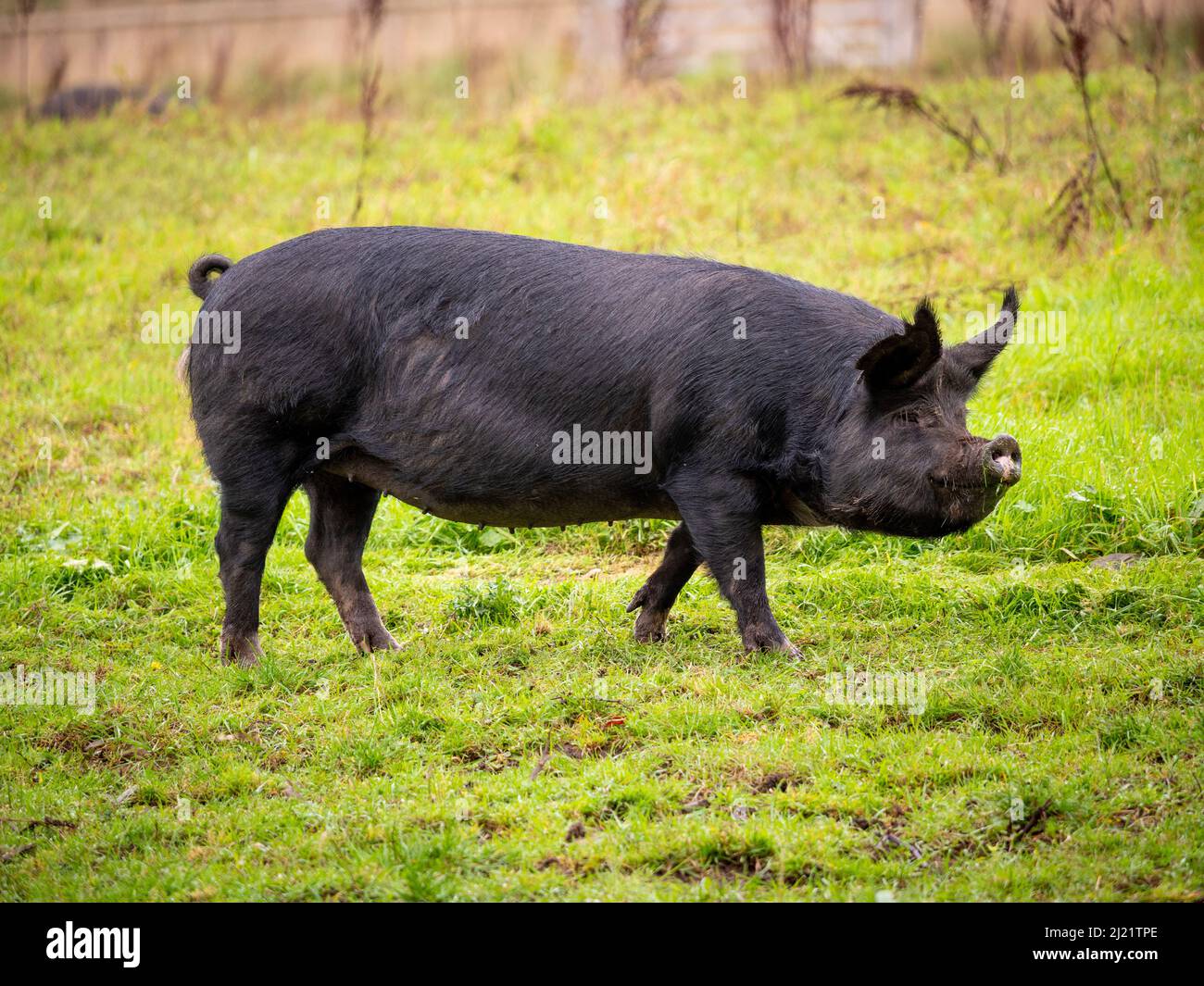 Side view of a black coloured, rare-breed Berkshire pig in a UK field ...