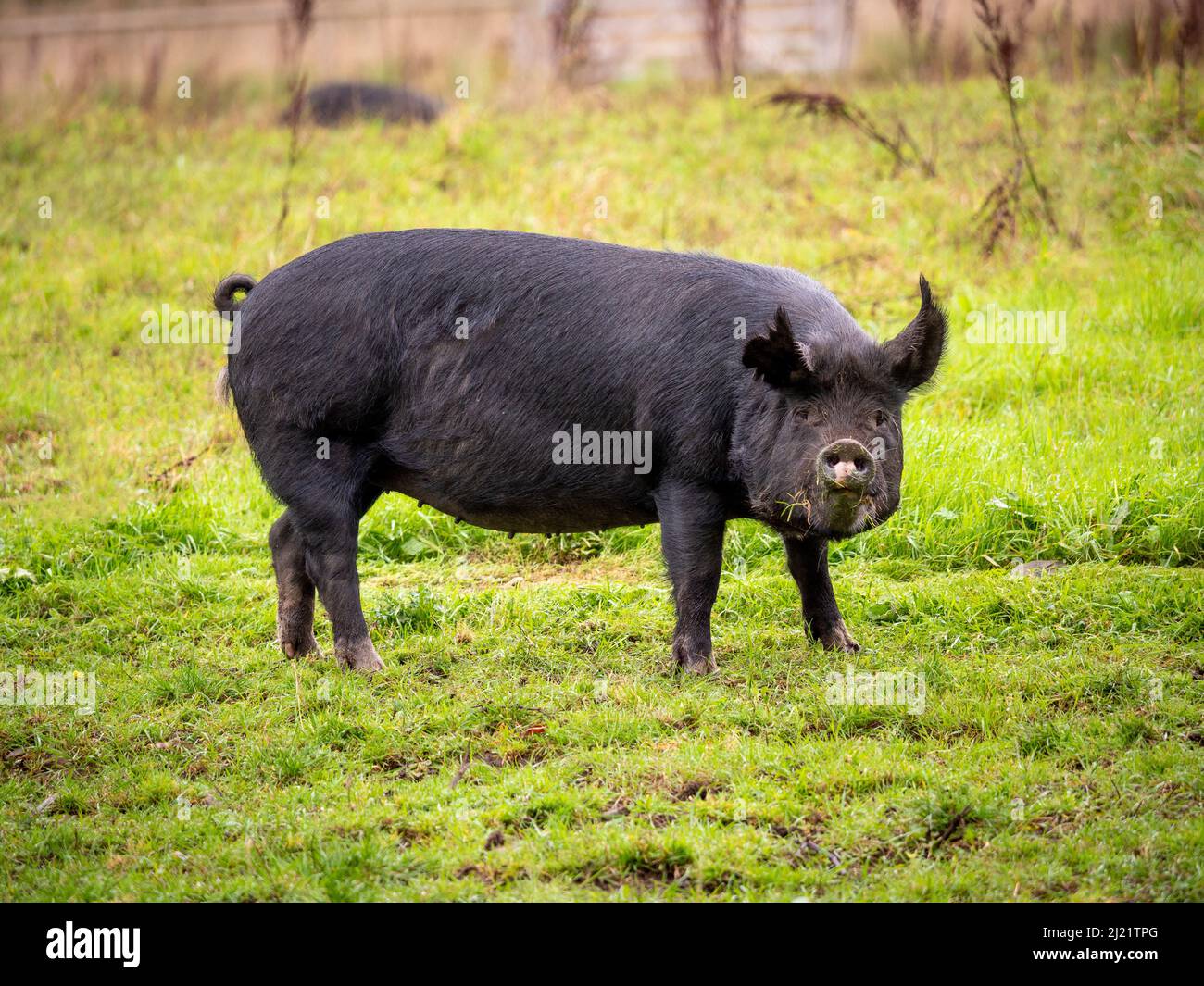 Side view of a black coloured, rare-breed Berkshire pig in a UK field ...