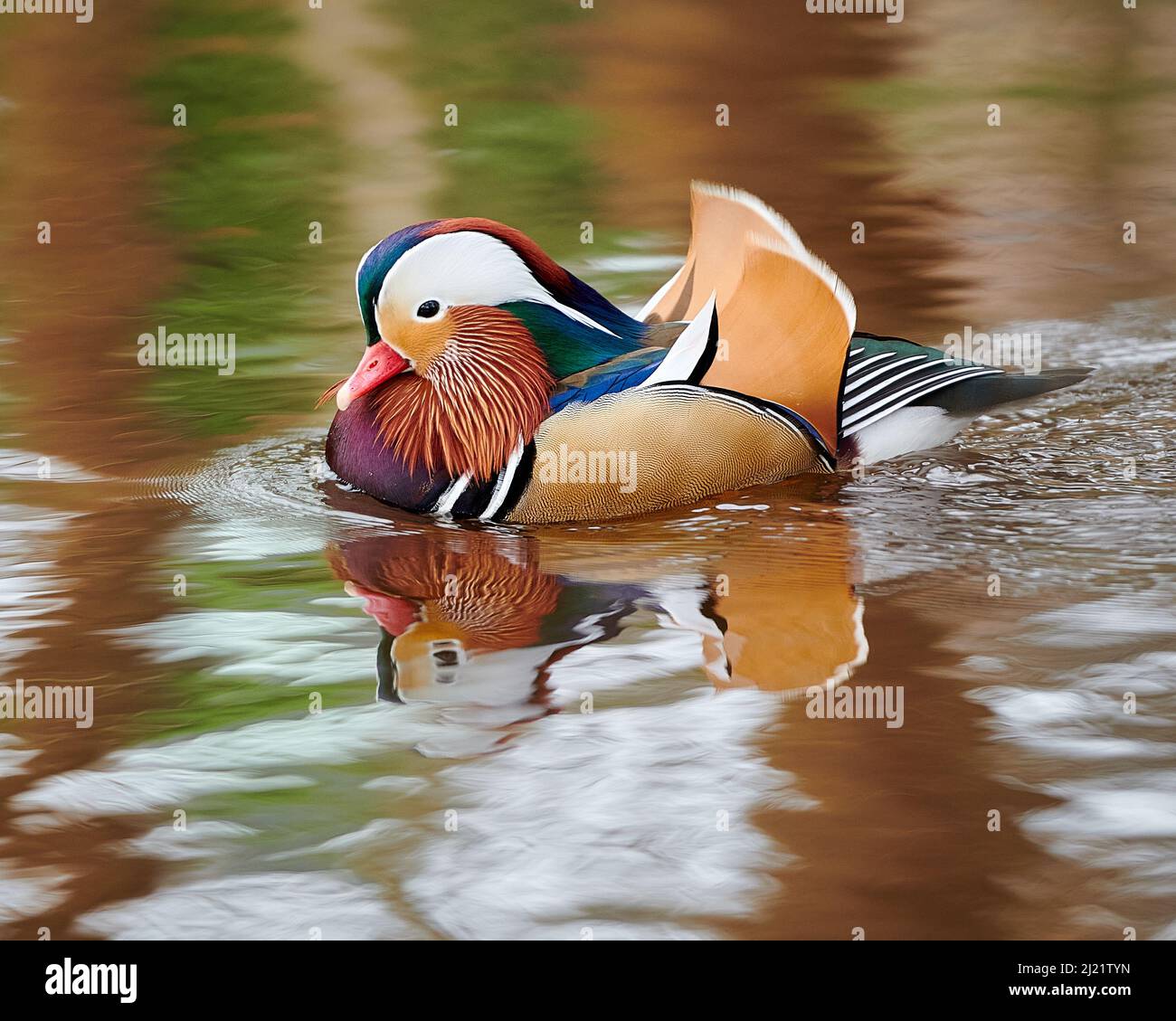 Mandarin Duck in full plumage, Etherow country park, stockport Stock ...