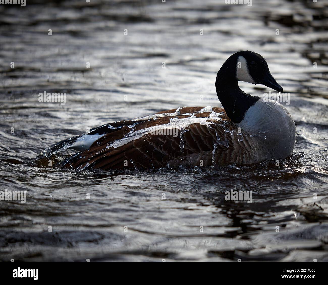 The water running off a canadian Gooses back Stock Photo - Alamy