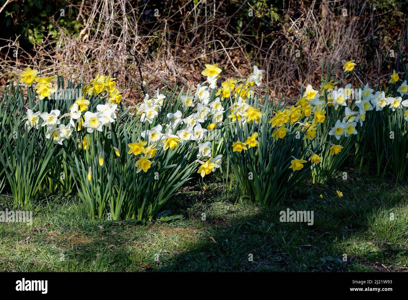 Daffodils in full bloom in the Spring Stock Photo - Alamy