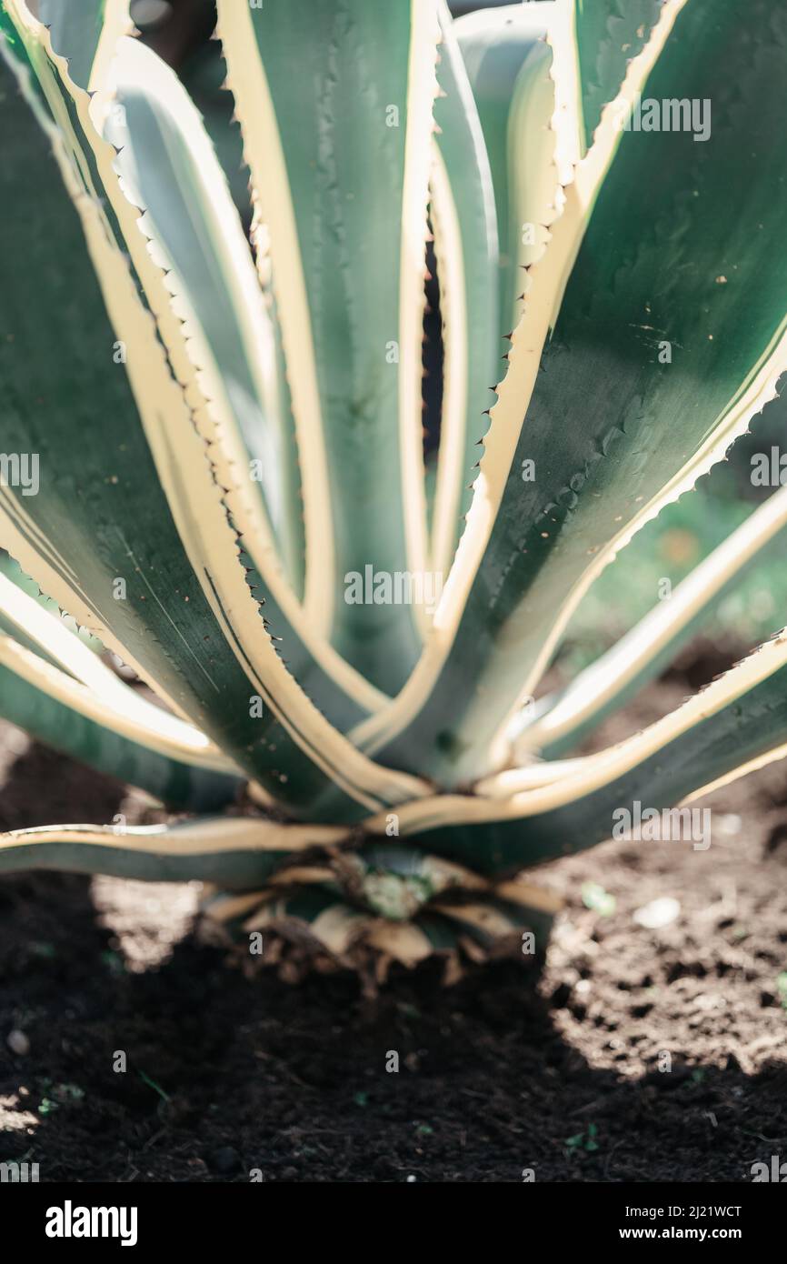 Sun burn plant hi-res stock photography and images - Alamy