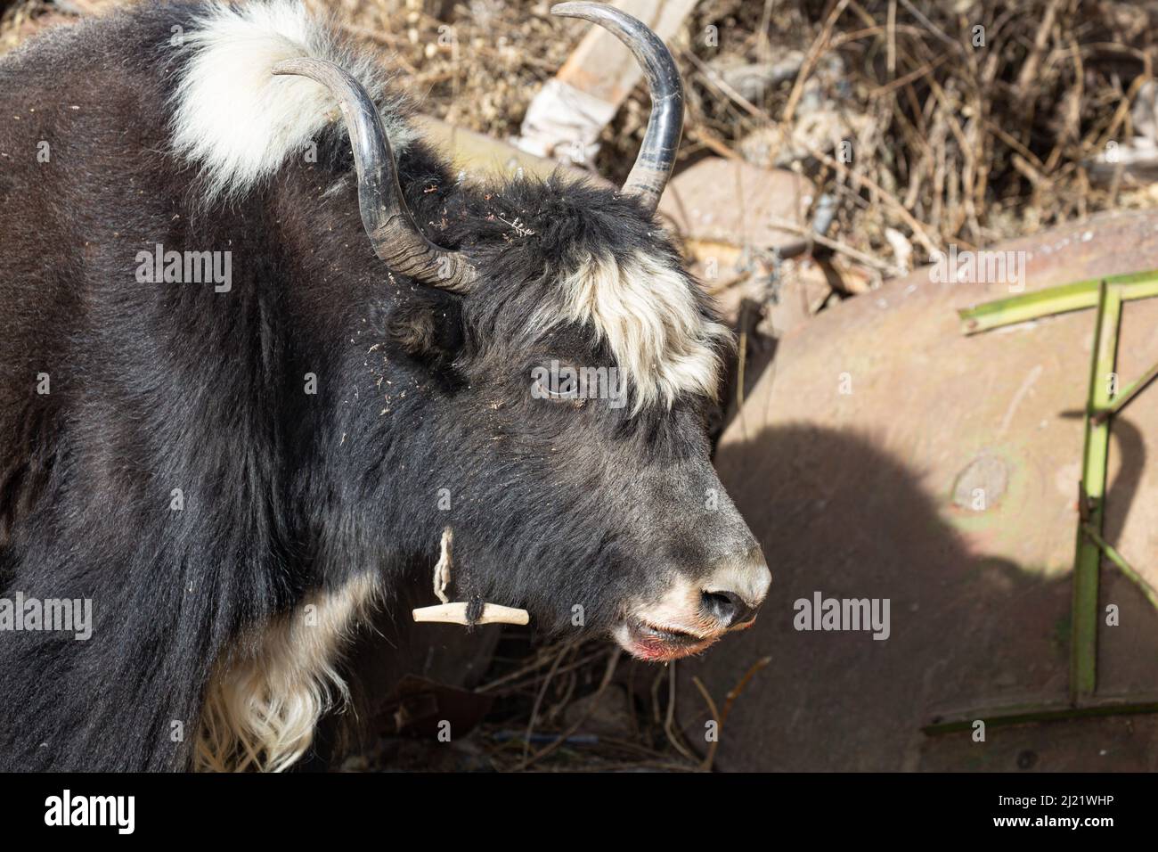 Long haired white yak close hi-res stock photography and images - Alamy