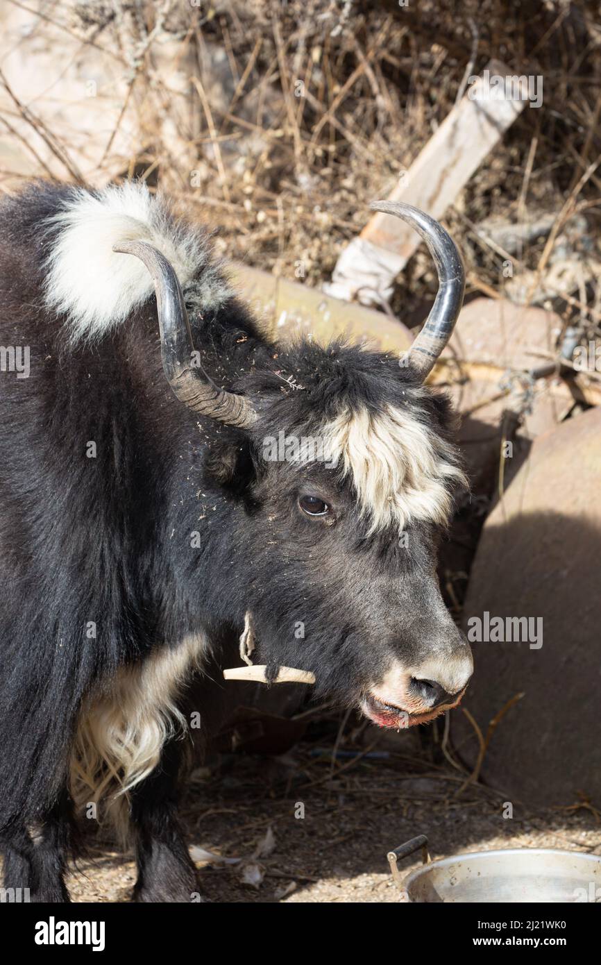 Long haired white yak close hi-res stock photography and images - Alamy