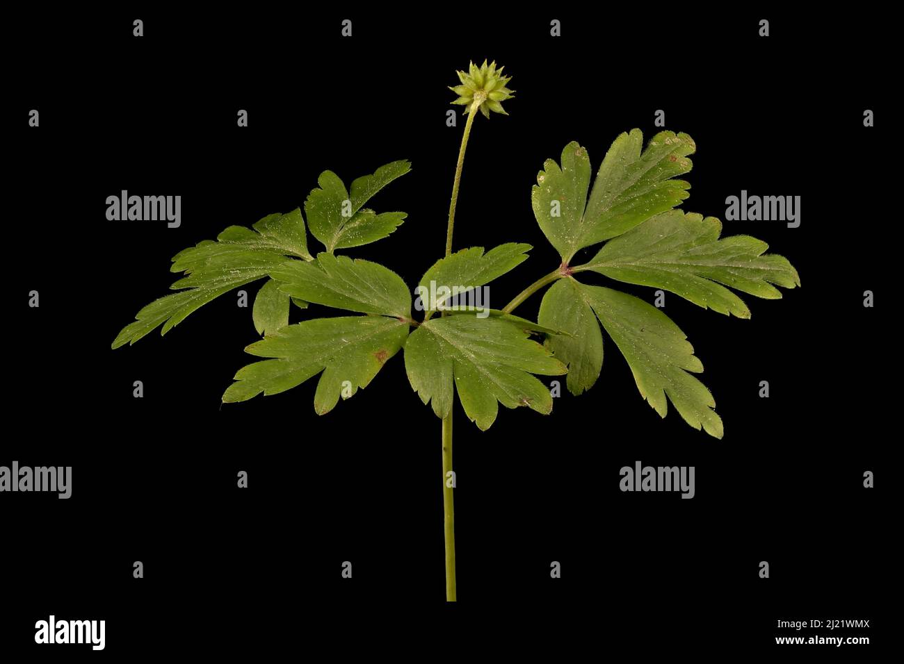 Anemone nemorosa fruit hi-res stock photography and images - Alamy