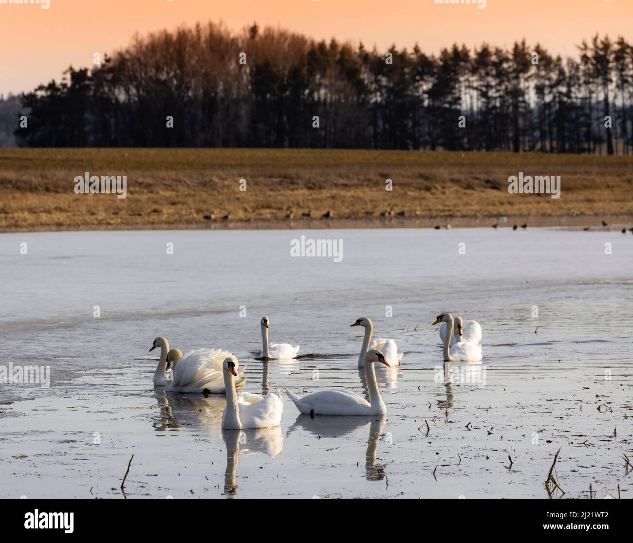 swans on the spring pond Stock Photo - Alamy