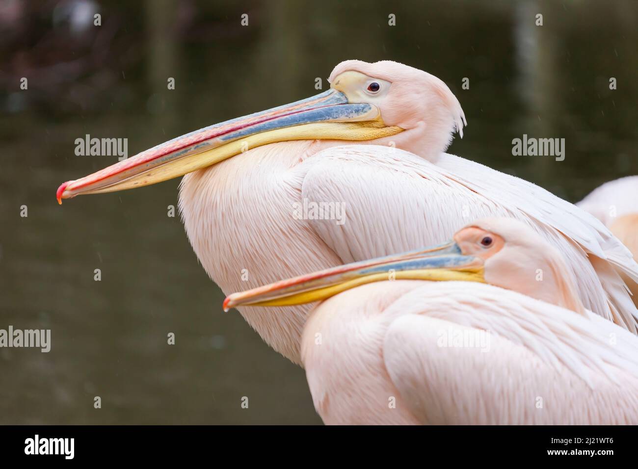 pelicans at Jihlava ZOO, Czech Republic Stock Photo - Alamy