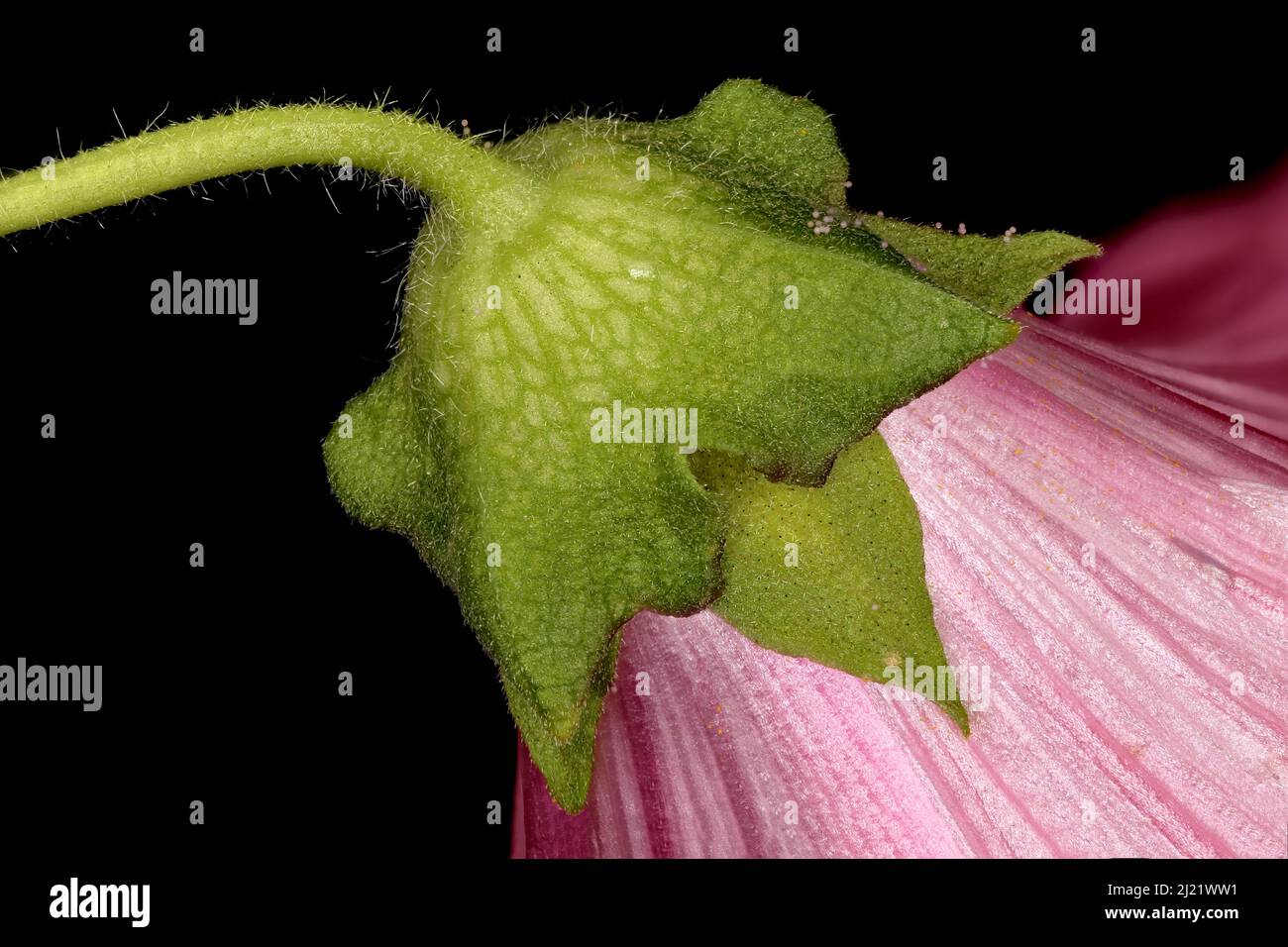 Epicalyx hi-res stock photography and images - Alamy