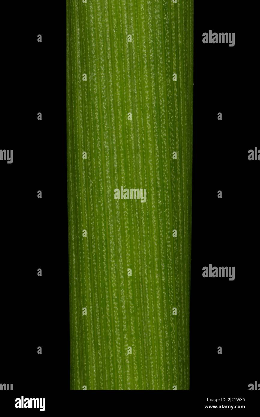 Soft rush stem hi-res stock photography and images - Alamy