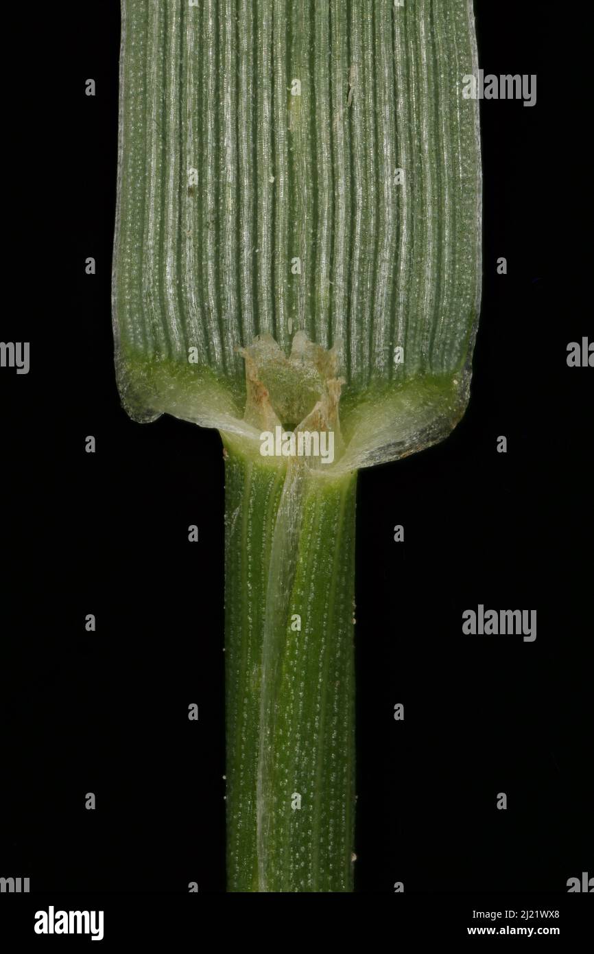 English rye grass hi-res stock photography and images - Alamy