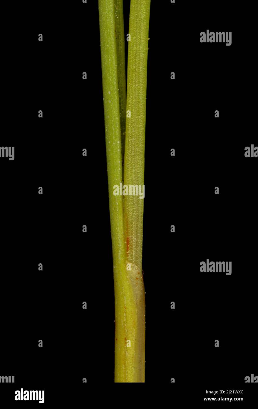 Basal leaf sheath hi-res stock photography and images - Alamy