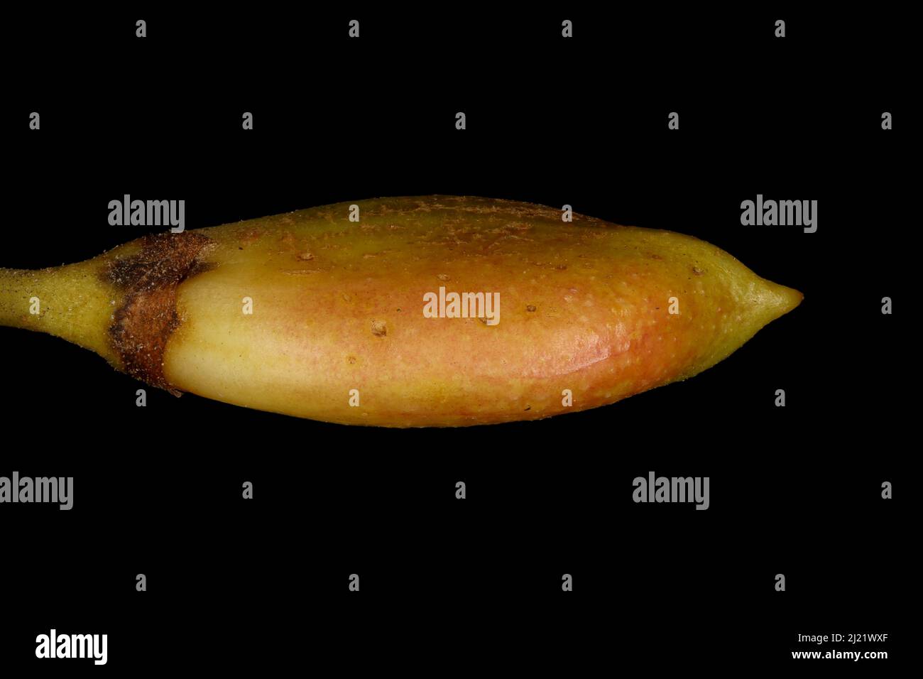 Vulgaris fruit hi-res stock photography and images - Alamy