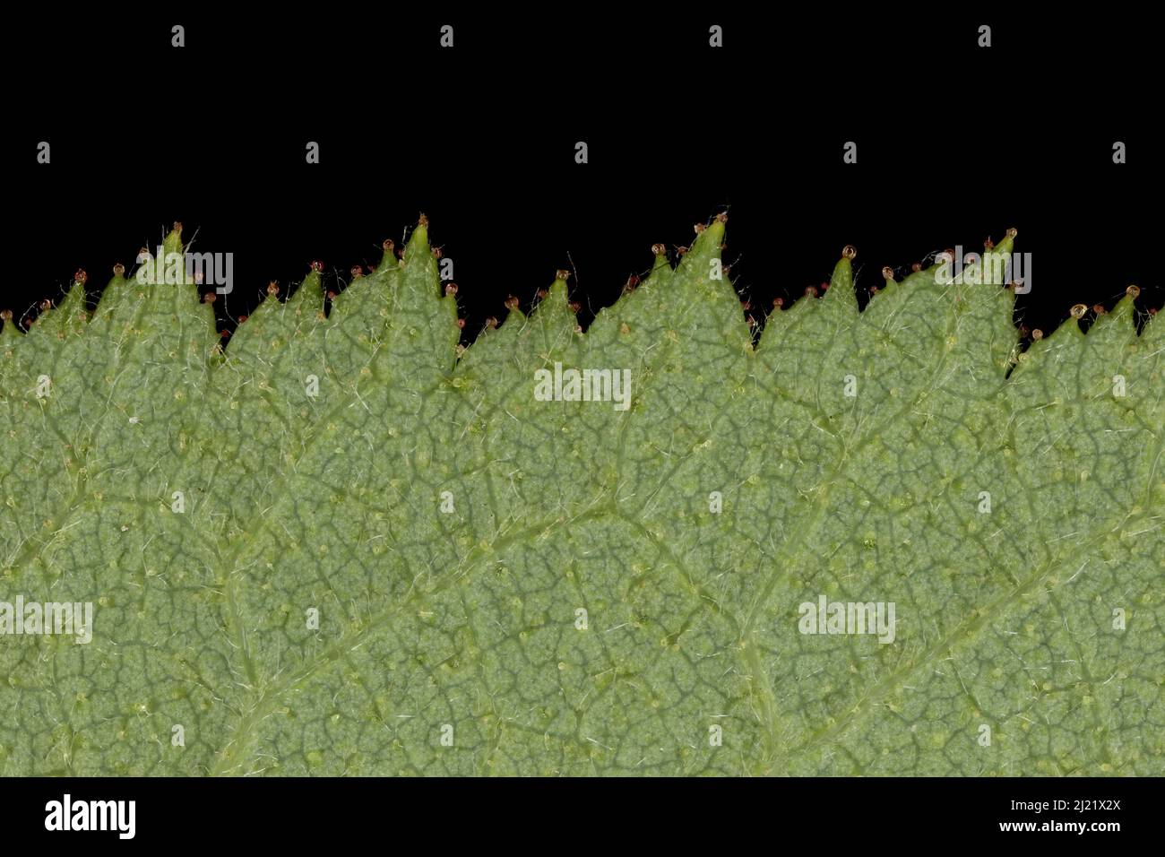 Biserrate hi-res stock photography and images - Alamy