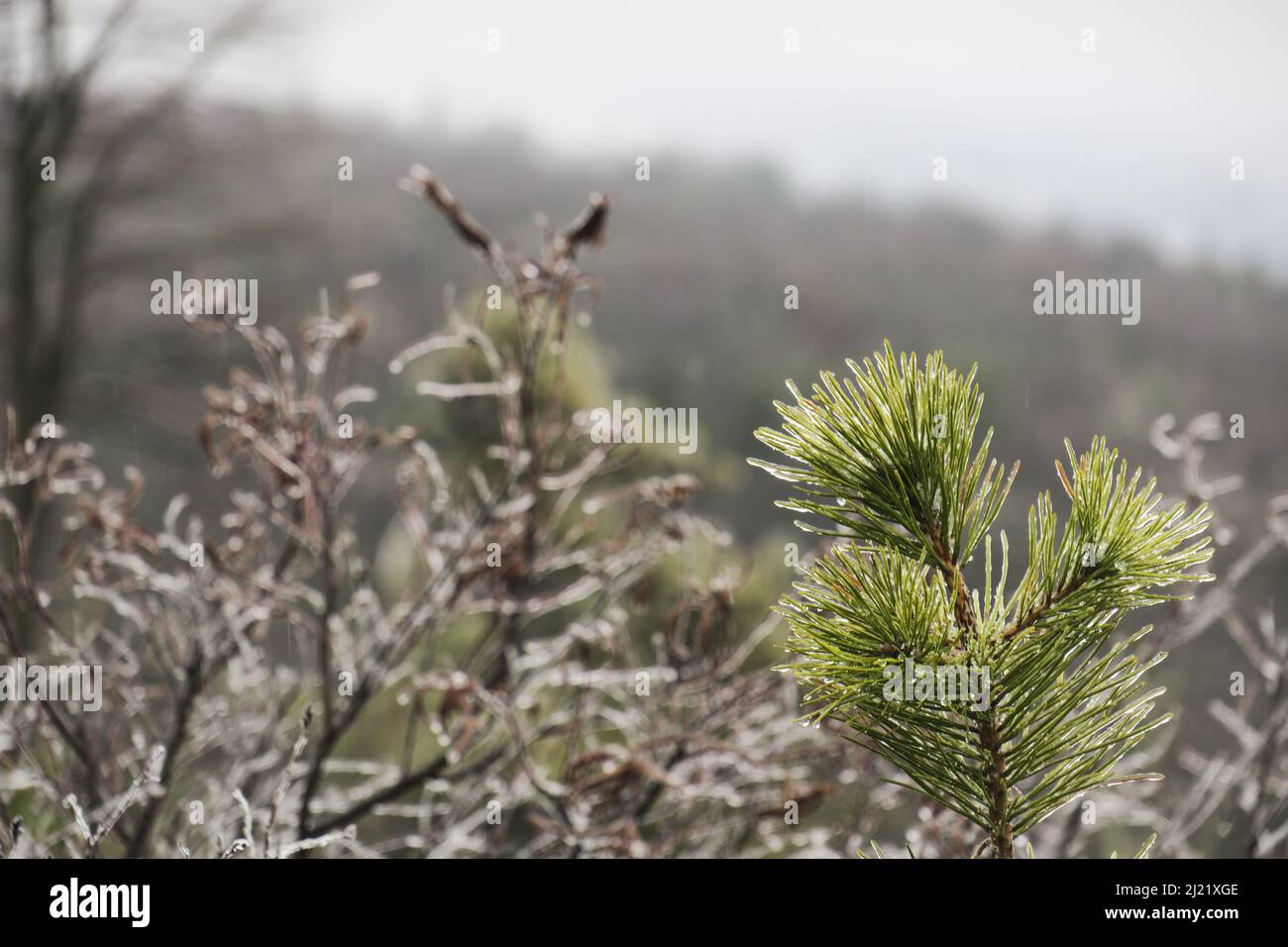 Long pine run hi-res stock photography and images - Alamy