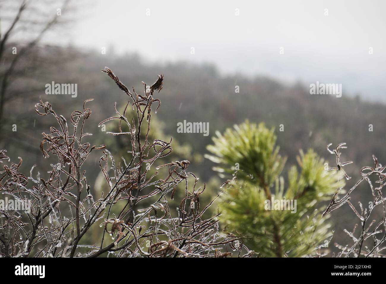 Long pine run hi-res stock photography and images - Alamy