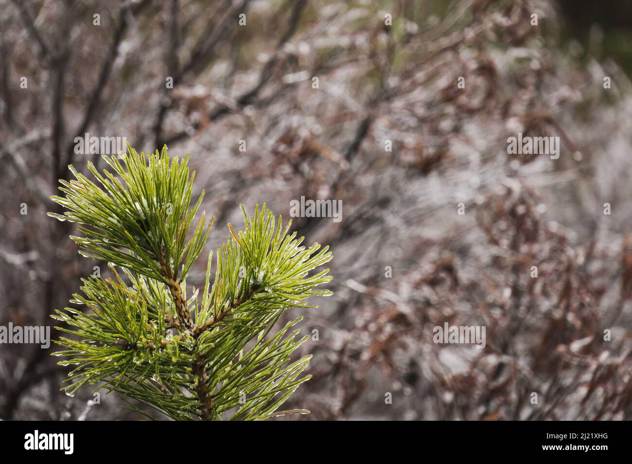 Long pine run hi-res stock photography and images - Alamy