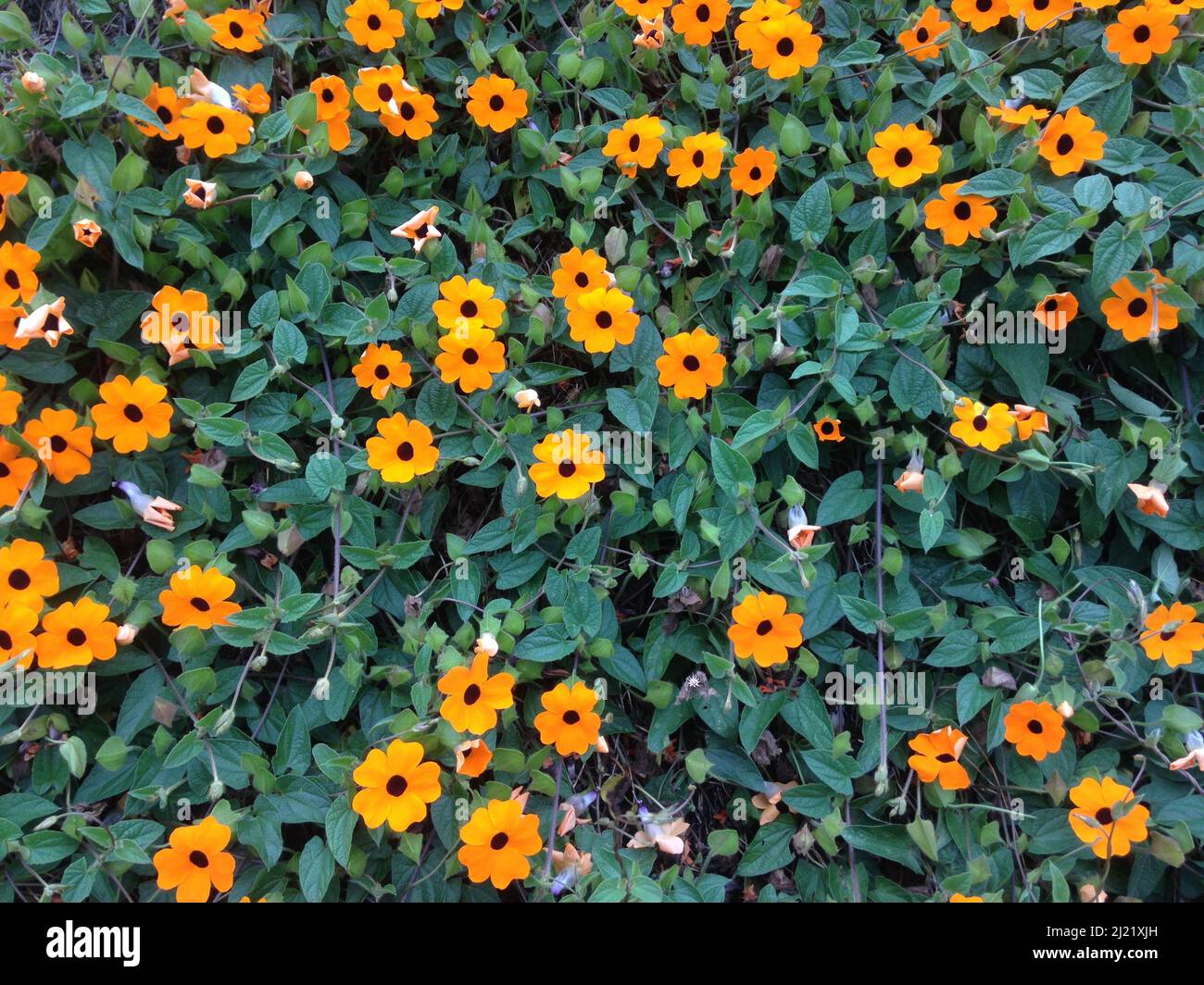 Black-eyed Susan Flower in the streets of Bogota Stock Photo - Alamy