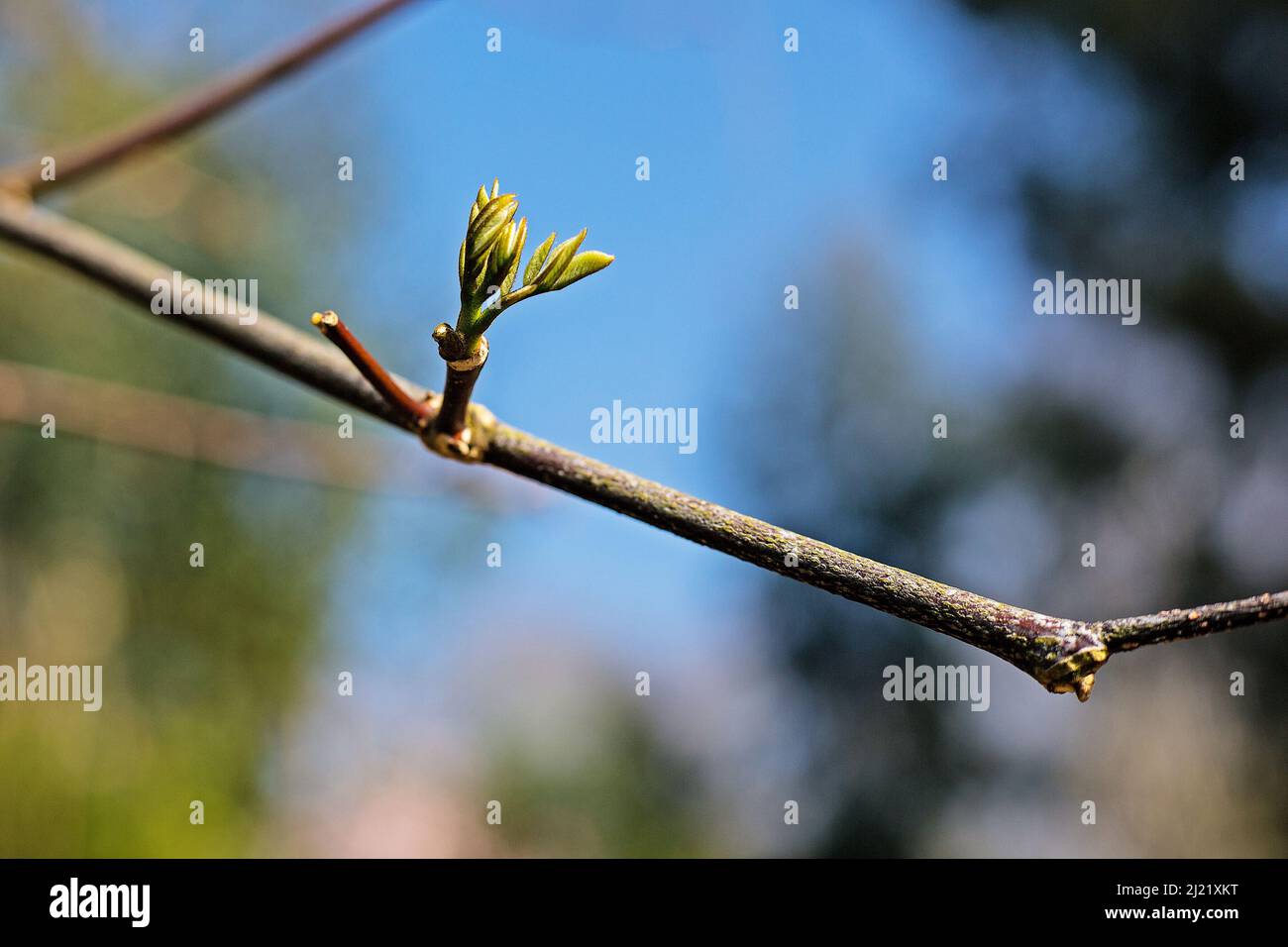 Newly formed buds shoot from tree branches against a bright blue sky on ...