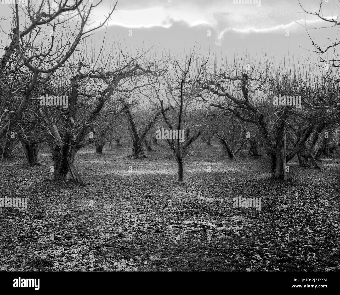 fall orchard tree black and white Stock Photo - Alamy
