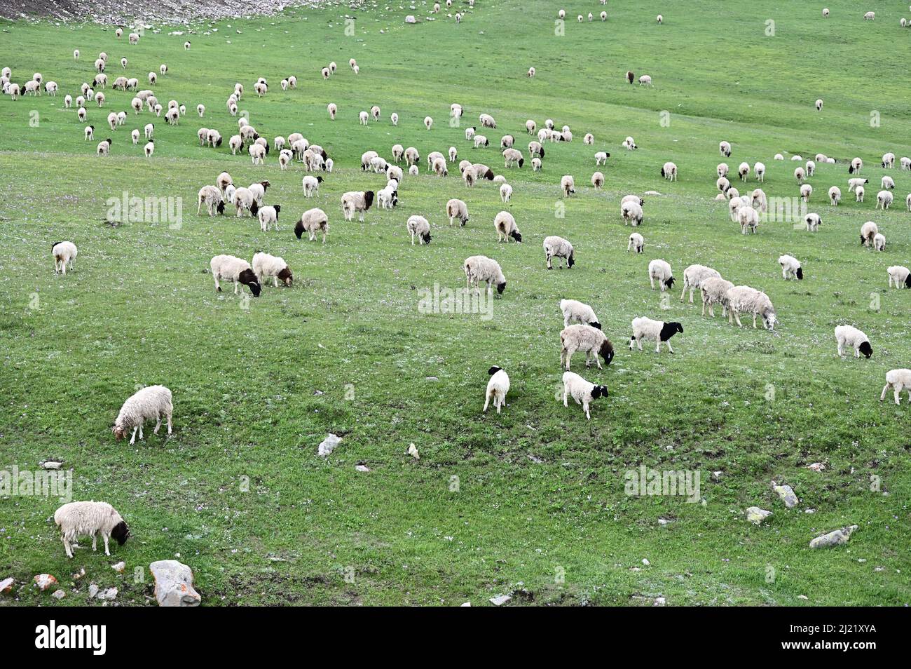 Blackhead persian sheep hi-res stock photography and images - Alamy