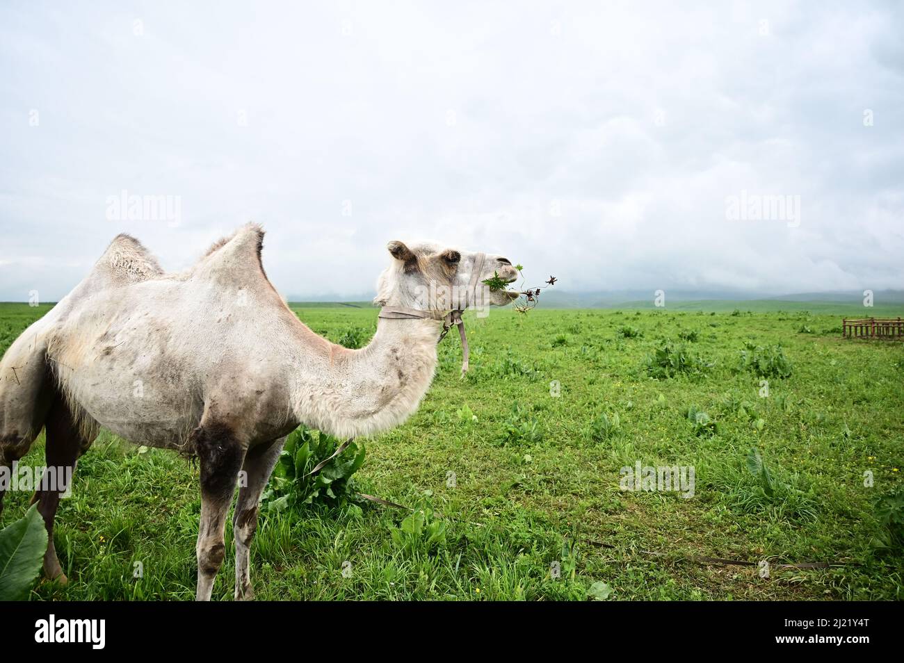 Camel in meadow eating grass hi-res stock photography and images - Alamy