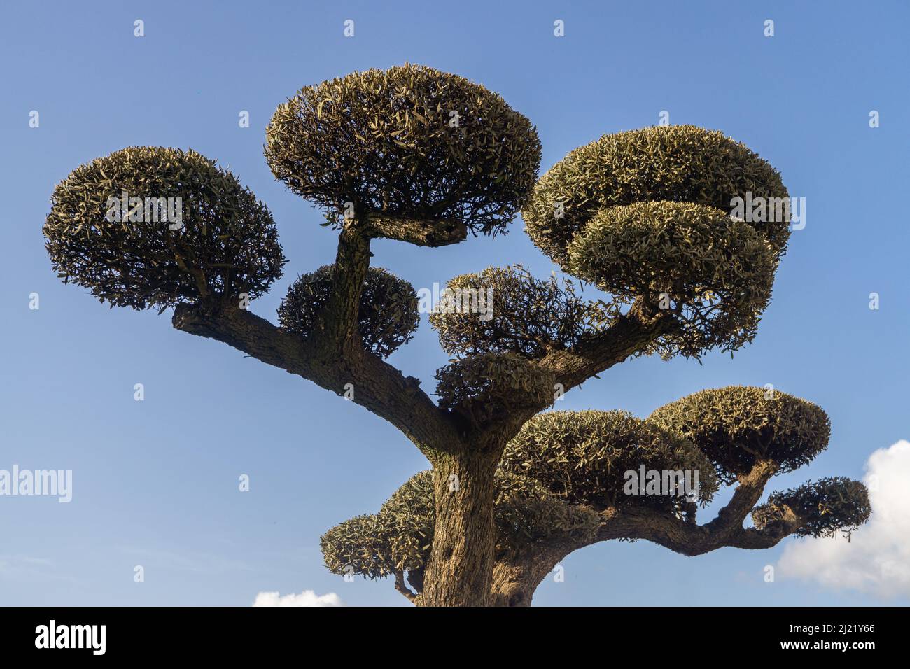 isolated ornamental olive tree pruned in the shape of a ball with ...