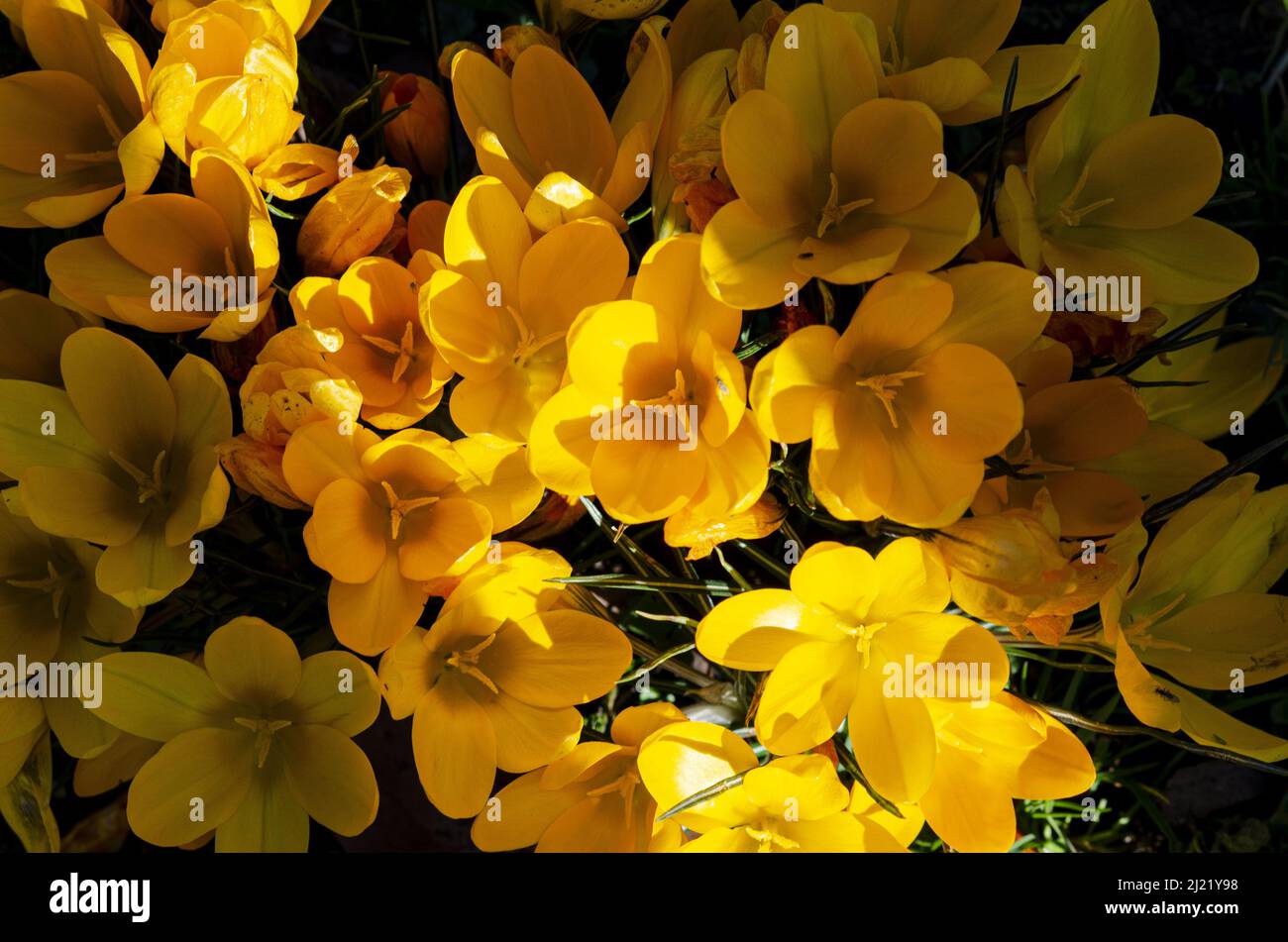 A bunch of wild, yellow Crocus flowers highlighted in a shaft. of ...