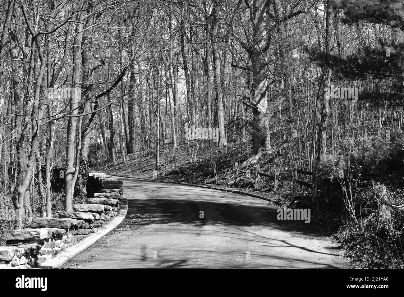 Trees flanking road hi-res stock photography and images - Alamy