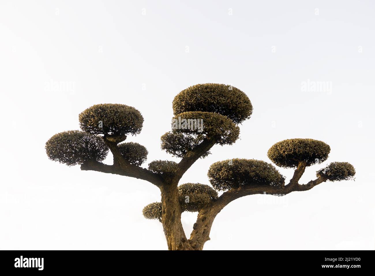 close-up of isolated ornamental olive tree pruned in the shape of a ...