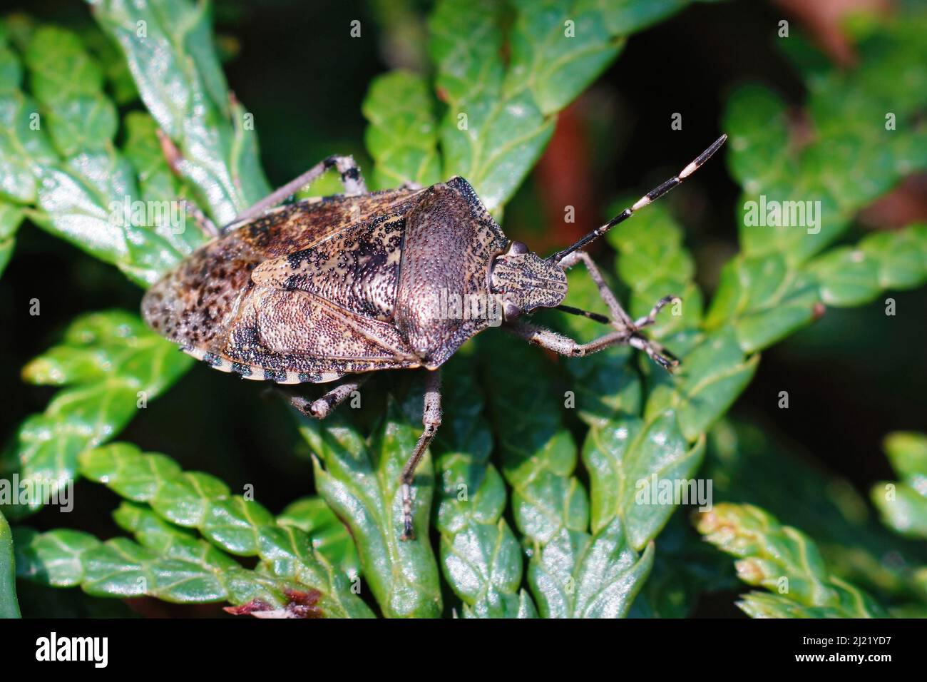 Closeup on an overwintering mottled shieldbug , Rhaphigaster nebulosa ...