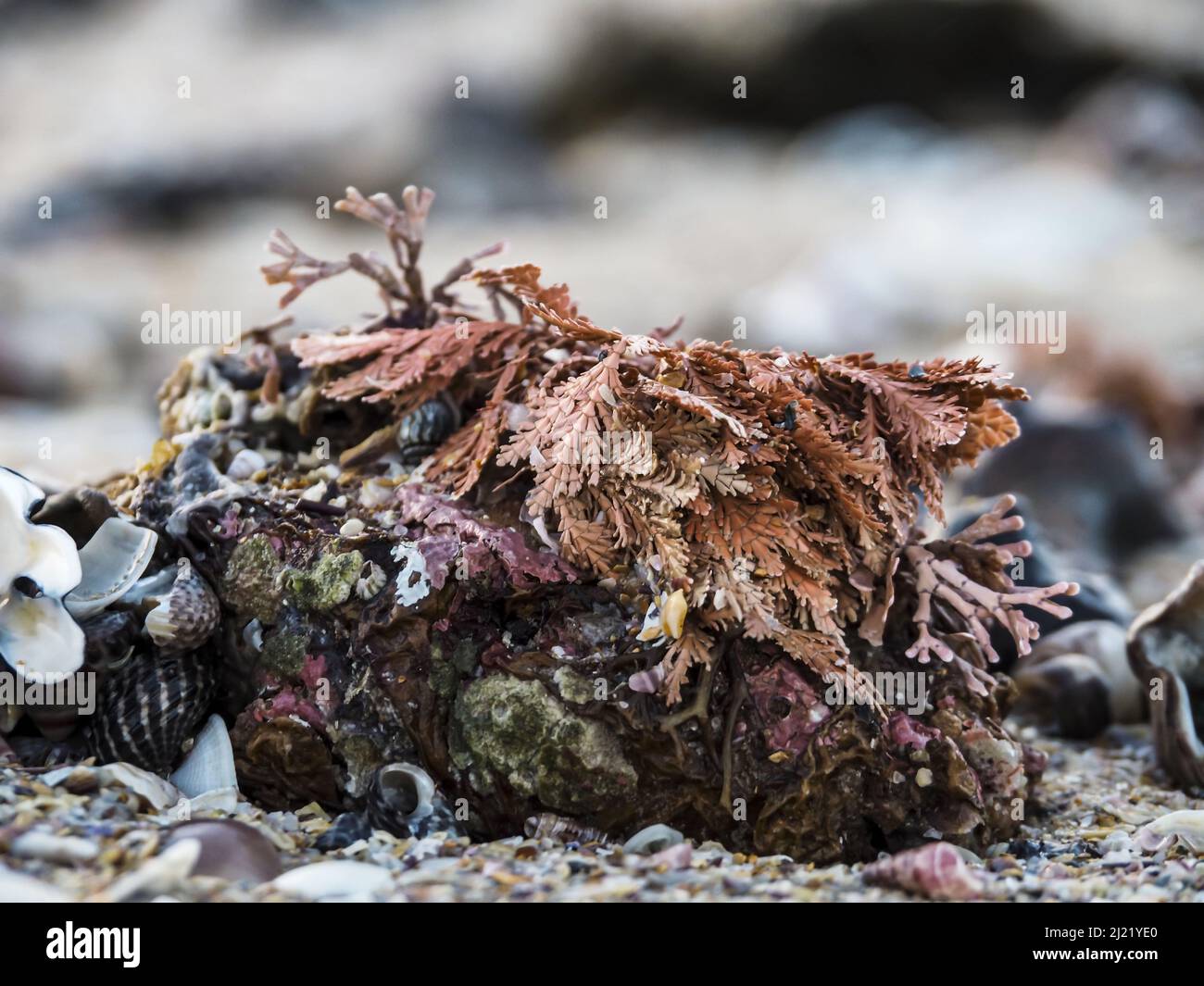 Seaweed clinging to a rock with barnacles Stock Photo - Alamy